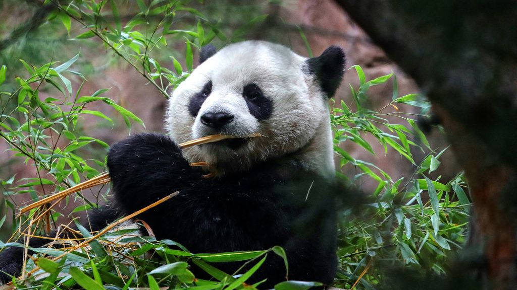 Finland stuurt panda's terug naar China: 'Te duur'