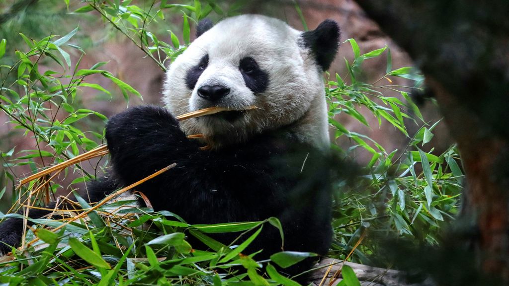 Hoeveel kost een panda?