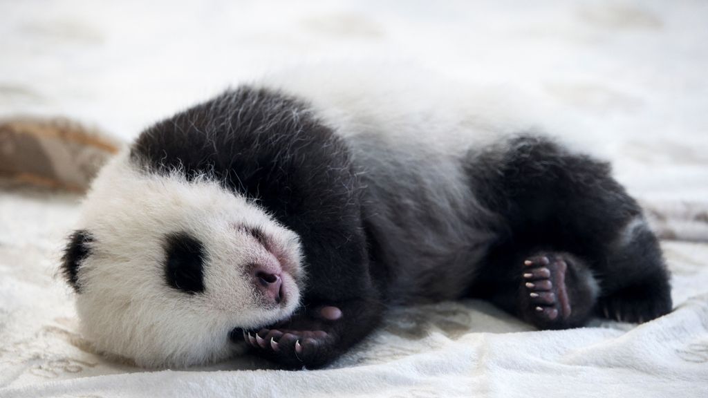 Schattig! Baby-reuzenpanda voor het eerst te zien voor bezoekers