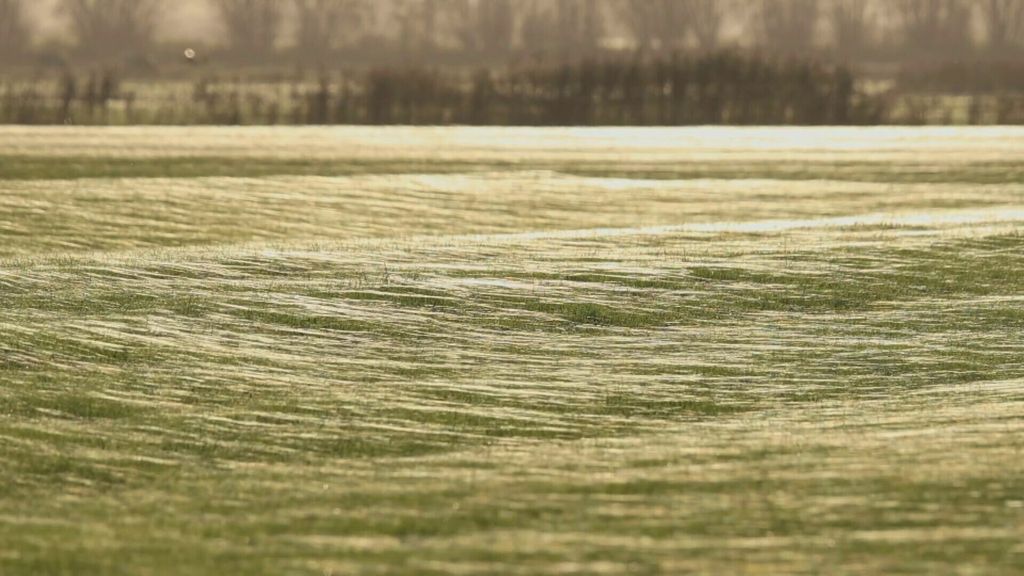 Wow! Weilanden bedekt met 'engelenhaar' van spinnen