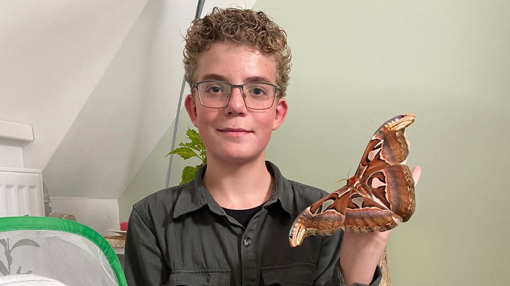 Jack heeft de grootste vlindersoort ter wereld als huisdier
