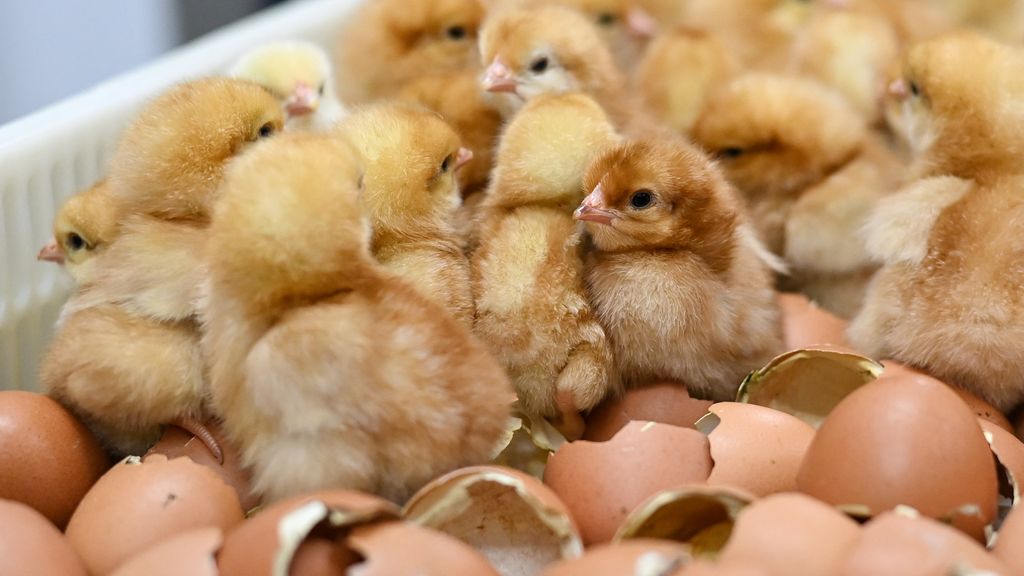 De kip of het ei? Wetenschappers denken te weten wat eerder was