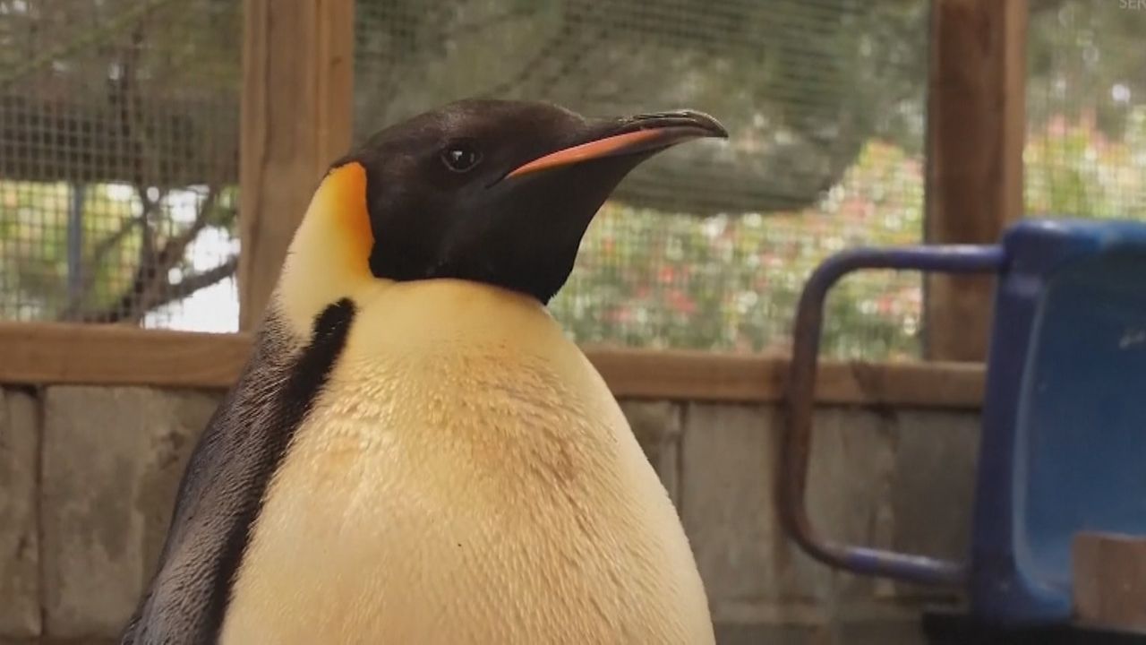 Pinguïn Gus zwom 3.000 kilometer naar Australië