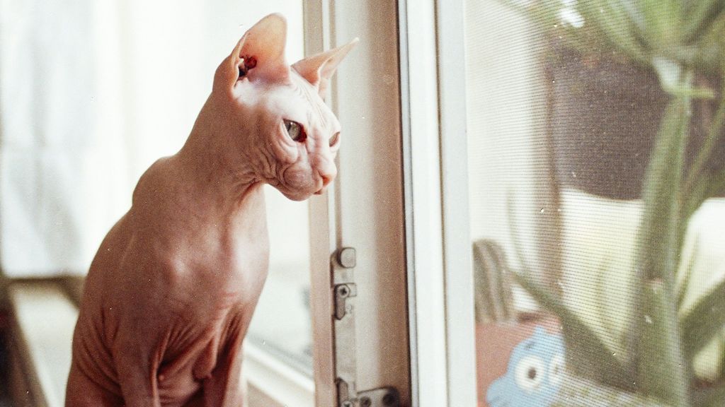 Nieuwswekker: Aangespoelde pakketjes + Verboden katten