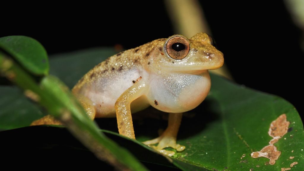 Afgelopen tien jaar 742 dier- en plantensoorten ontdekt in Congobekken