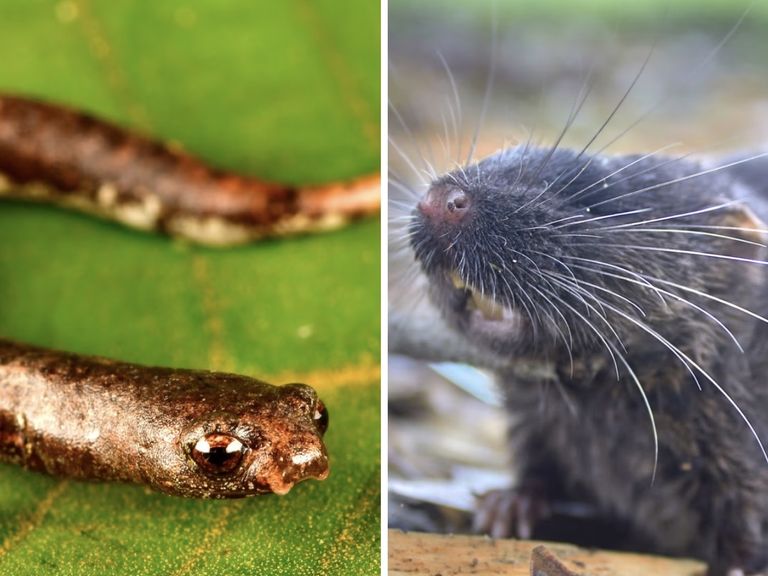 'Lelijke' blobvis uitgeroepen tot vis van het jaar