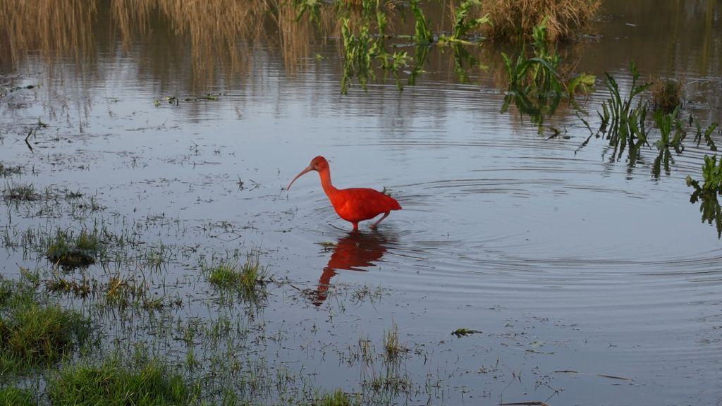 Wat doet deze rode vogel in Flevoland?