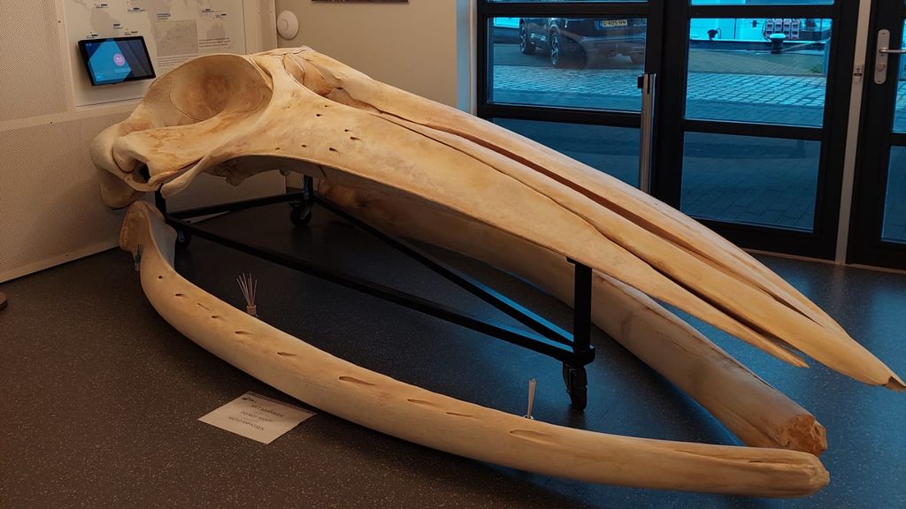 Schedel van vinvis tentoongesteld in Terneuzen