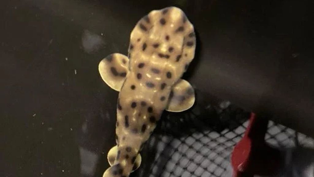 Huh? Babyhaai geboren in aquarium met alleen vrouwtjes