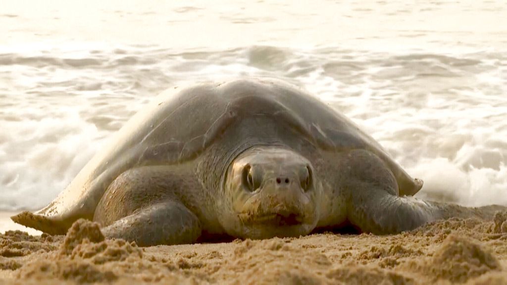 Honderdduizenden schildpadden leggen eieren in India