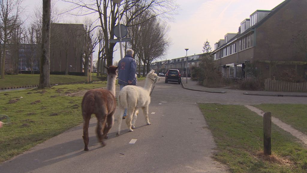Alpaca's wandelen elke dag door dorp, bewoners zijn gek op ze