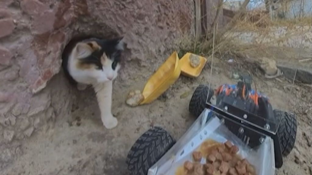 Deze man voert katten met een bestuurbaar autootje