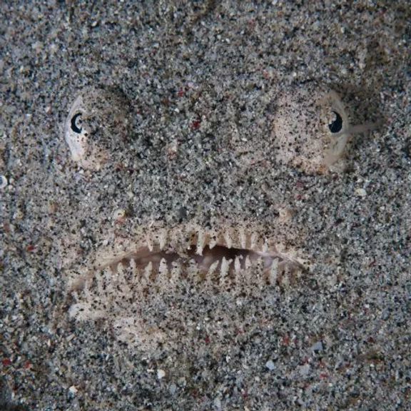 'Lelijke' blobvis uitgeroepen tot vis van het jaar