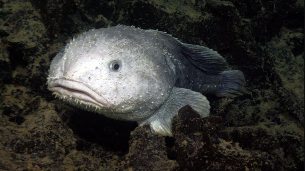 'Lelijke' blobvis uitgeroepen tot vis van het jaar