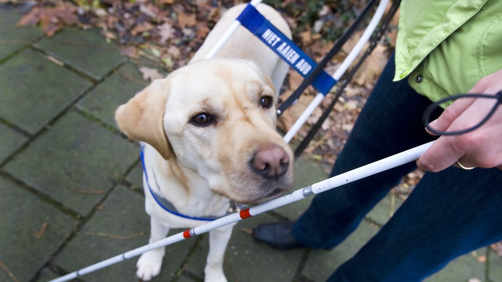 Nieuwe hesjes voor hulphonden, zo zijn ze beter te herkennen