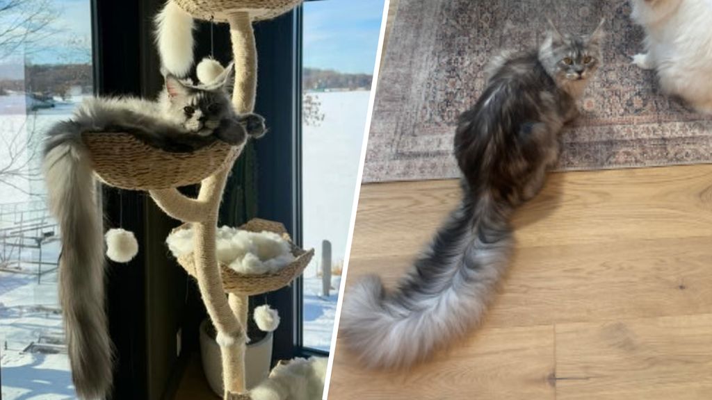 Deze kat heeft de langste kattenstaart ter wereld
