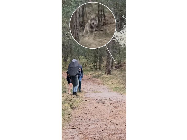 Hardloopster gebeten in Park Hoge Veluwe, vermoedelijk door een wolf