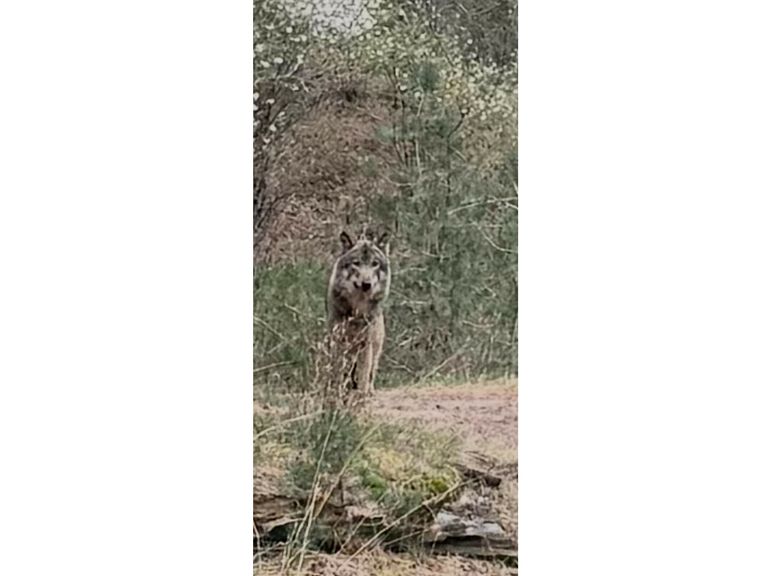 Hardloopster gebeten in Park Hoge Veluwe, vermoedelijk door een wolf