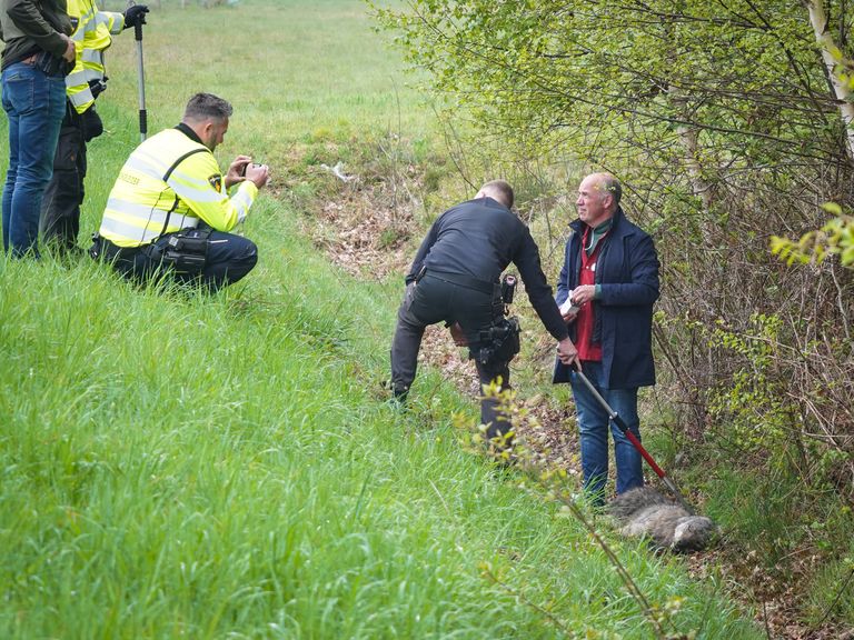 Wolf dood na aanrijding op A28 bij Tynaarlo