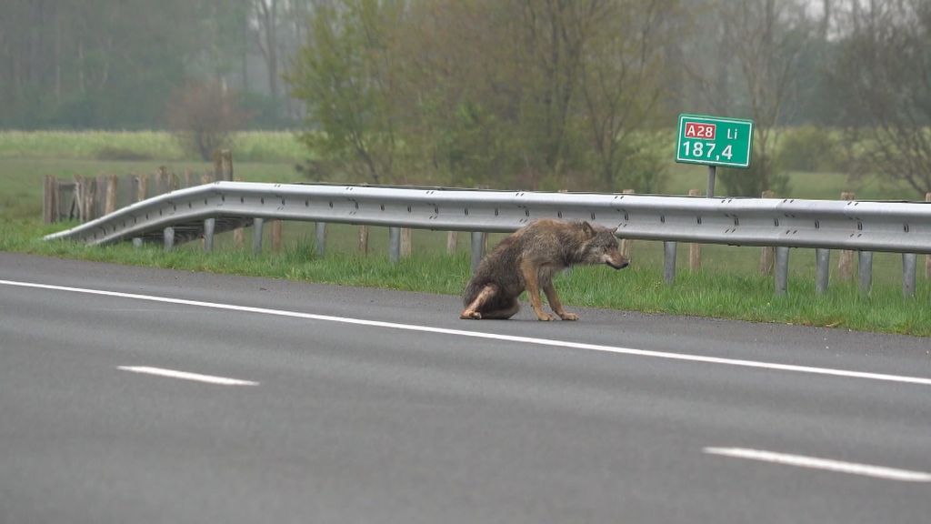 Wolf dood na aanrijding op A28 bij Tynaarlo
