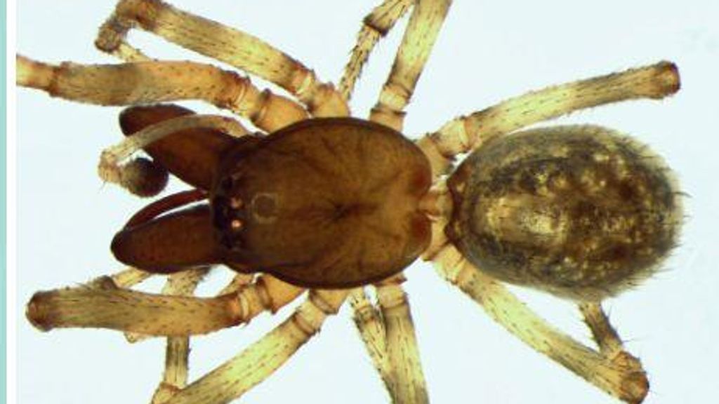 Deze spin met grote kaken woont voortaan ook in Nederland