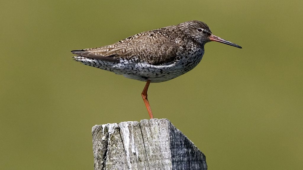 Aanhoudende droogte funest voor vogels: 'Kunnen niet meer met snavel in ...