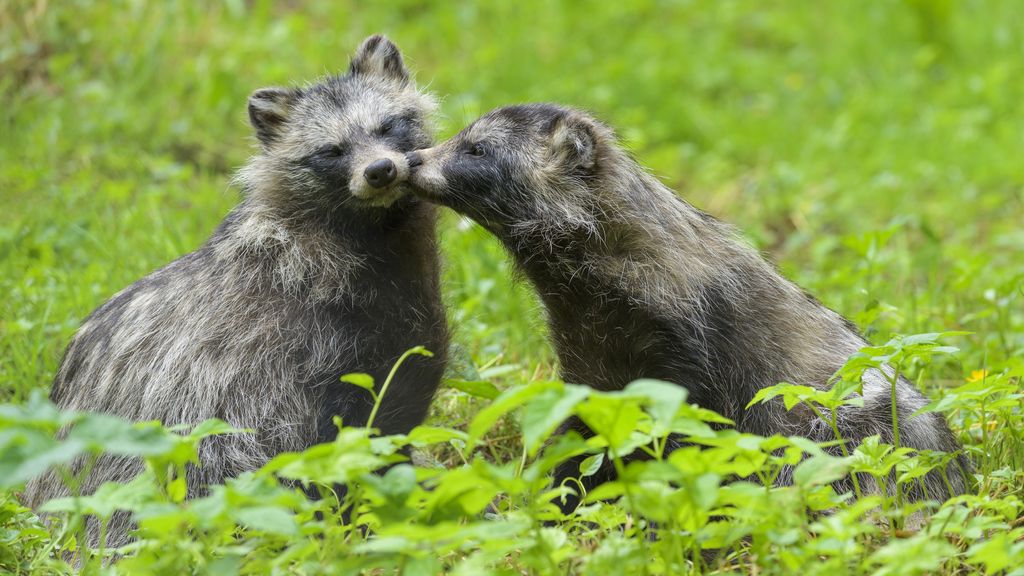 Steeds meer wasbeerhonden in Nederland