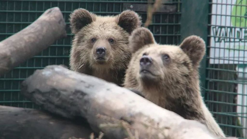 Twee beren ontsnappen uit natuurpark om honing te eten