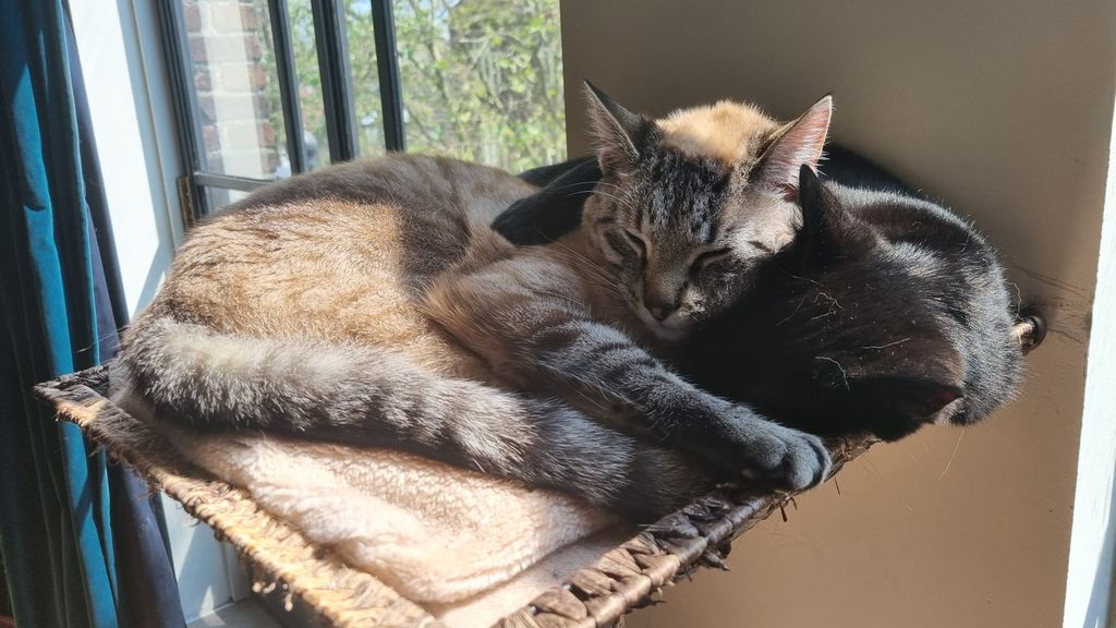 Onderzoek: katten slapen het liefst op hun linkerzij