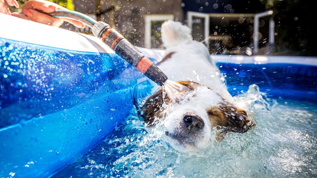 Grote kans op hittegolf in Nederland, uitkijken voor blauwalg