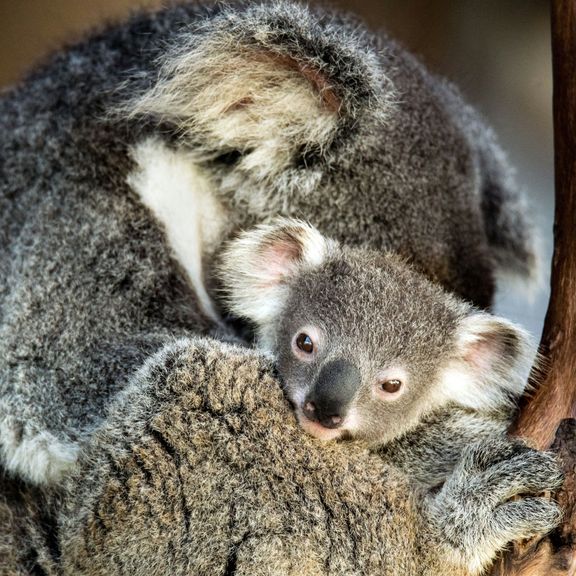 Voor het eerst koala geboren in Nederland