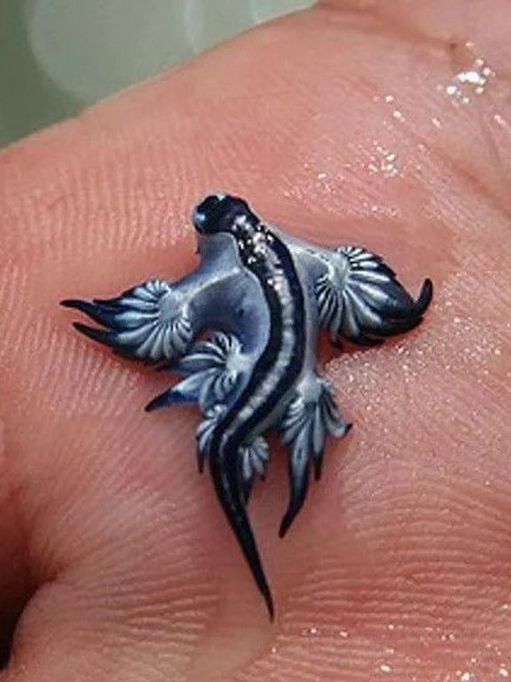 Blauw draakje zwemt langs Spaanse kust