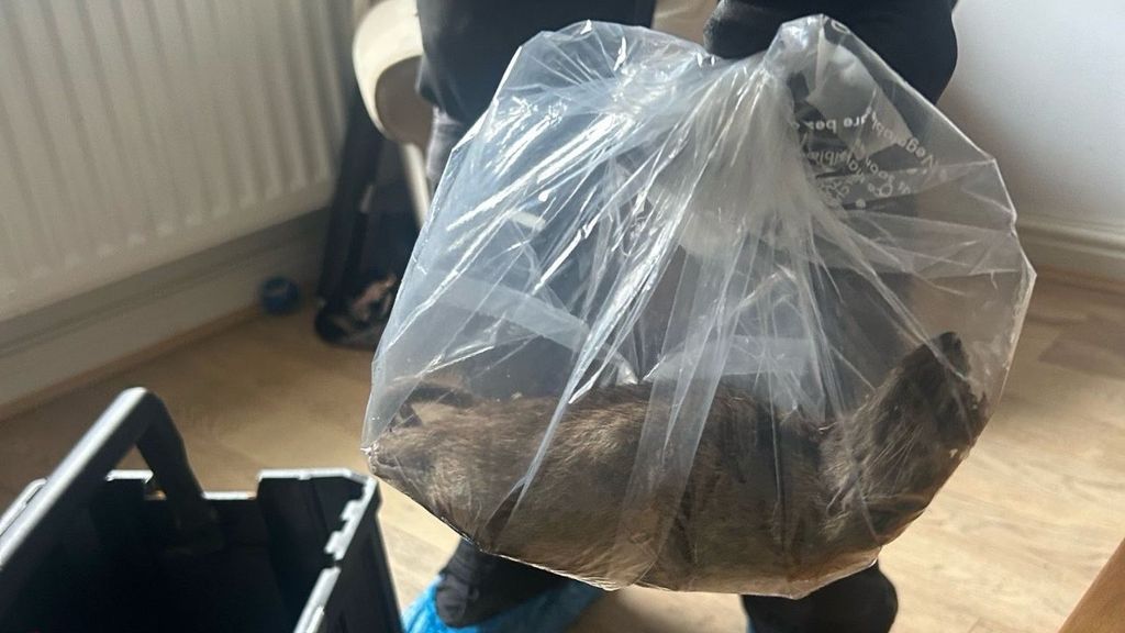 Rat zo groot als kat gevonden in Engeland