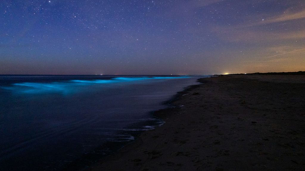Zeevonk, meteoren en volle maan dankzij mooi weer