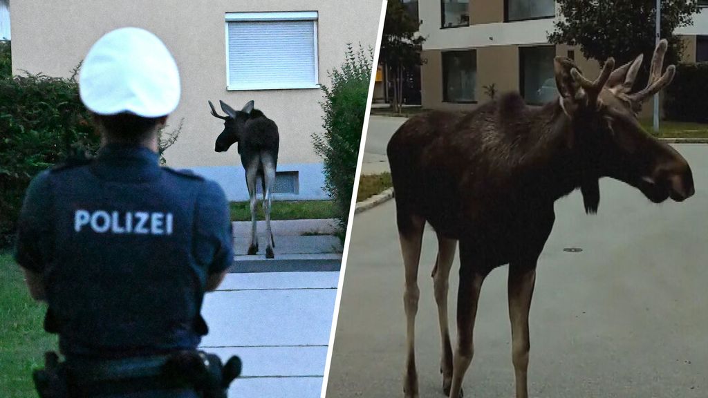 Itzel perez onlyfans leaked as a whole, I would offer her a