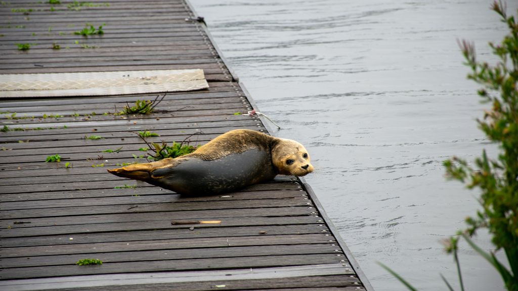 Na Utrecht, nu ook een zeehond gespot in Amsterdam