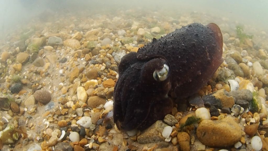 Gekweekte sepia's moeten Oosterschelde weer voorzien van de inktvis
