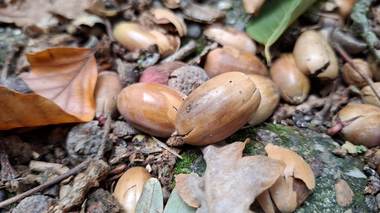 Nog nooit zo vroeg in het jaar zoveel eikels in het bos