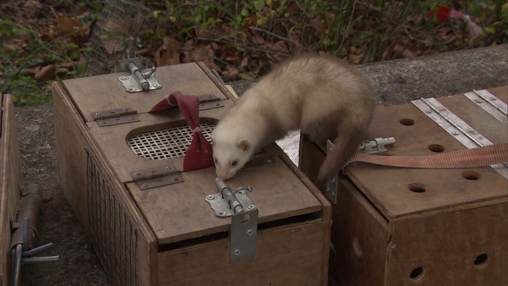Fretten vangen ratten in Rotterdam