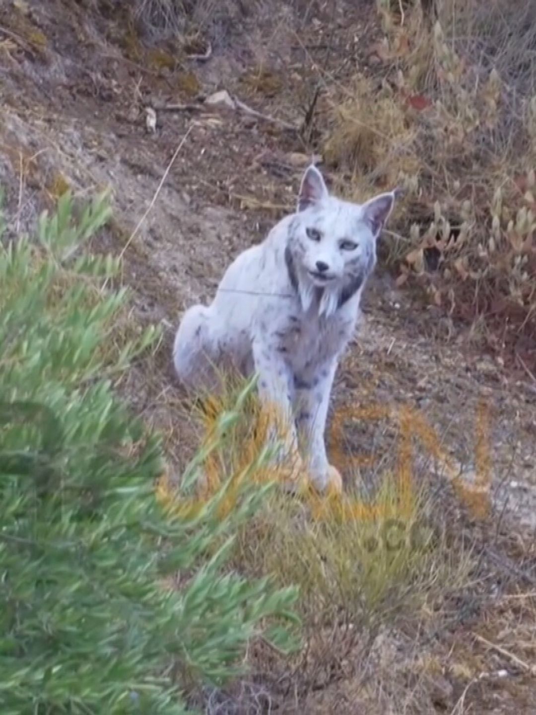 Bijzondere lynx