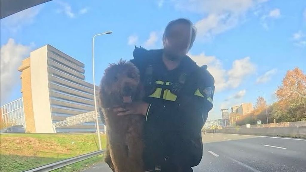 Hond op snelweg: politiehonden brengen het dier in veiligheid