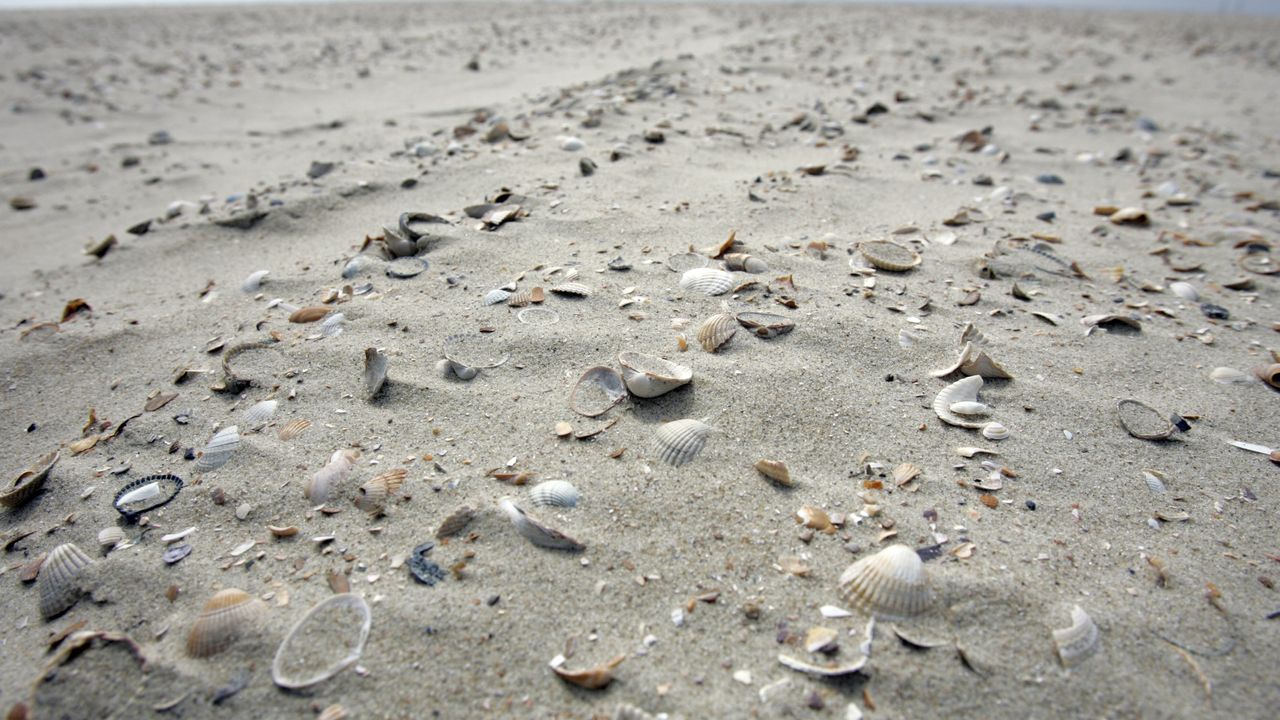 Het is schelpen-teldag